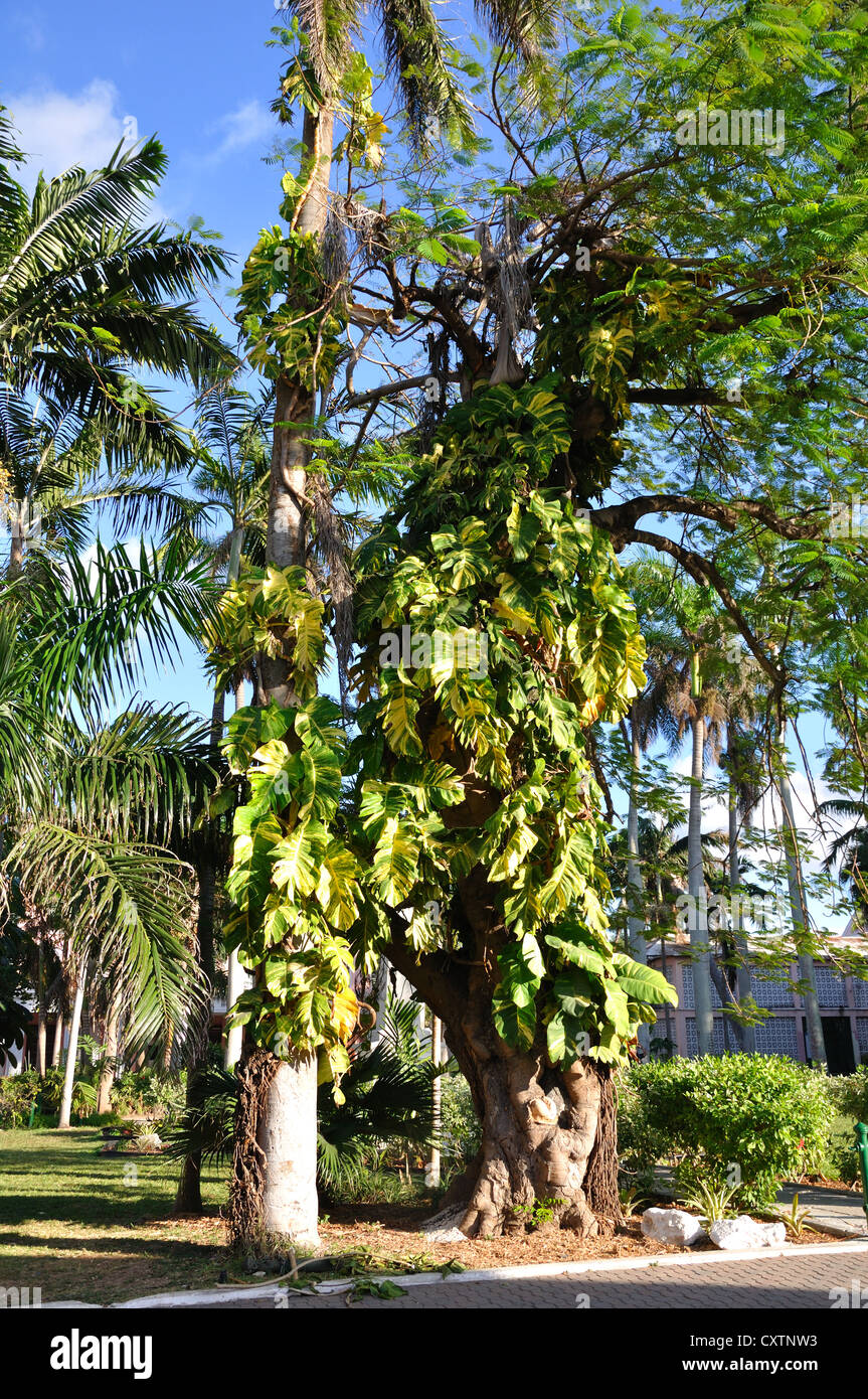 Tree in public park, Nassau, Bahamas Stock Photo - Alamy