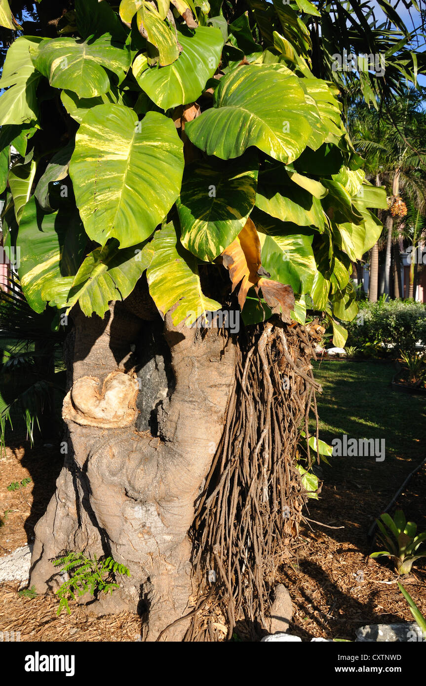 Hanging tree roots, Bahamas Stock Photo - Alamy