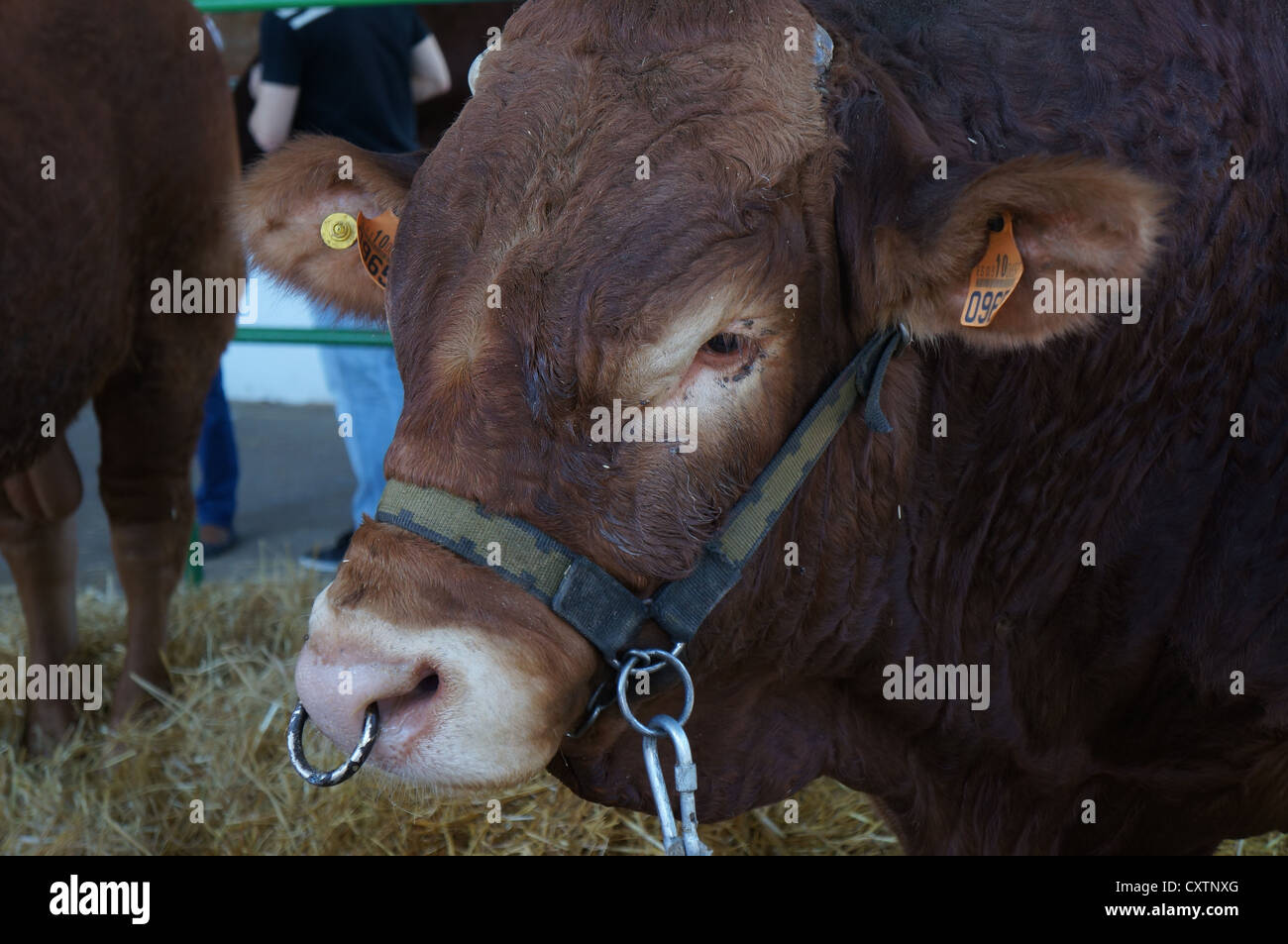 Copper ring in the nose of cattle at International livestock fair at ...