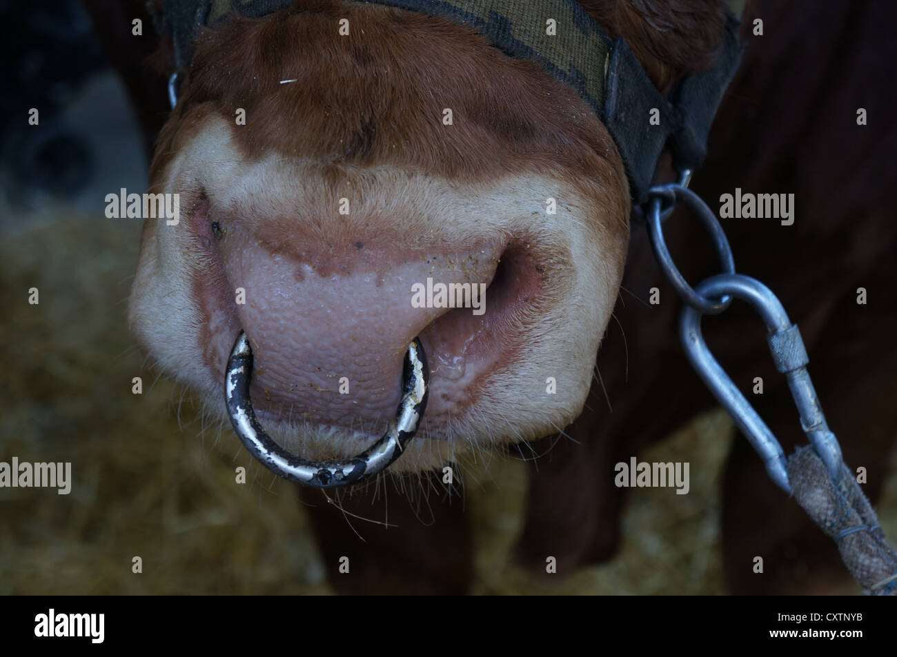 Cow with nose ring hi-res stock photography and images - Alamy