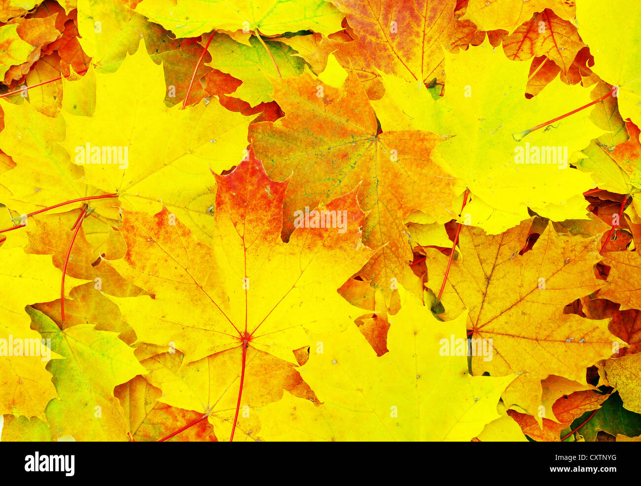 Texture of a maple leaf as background Stock Photo - Alamy