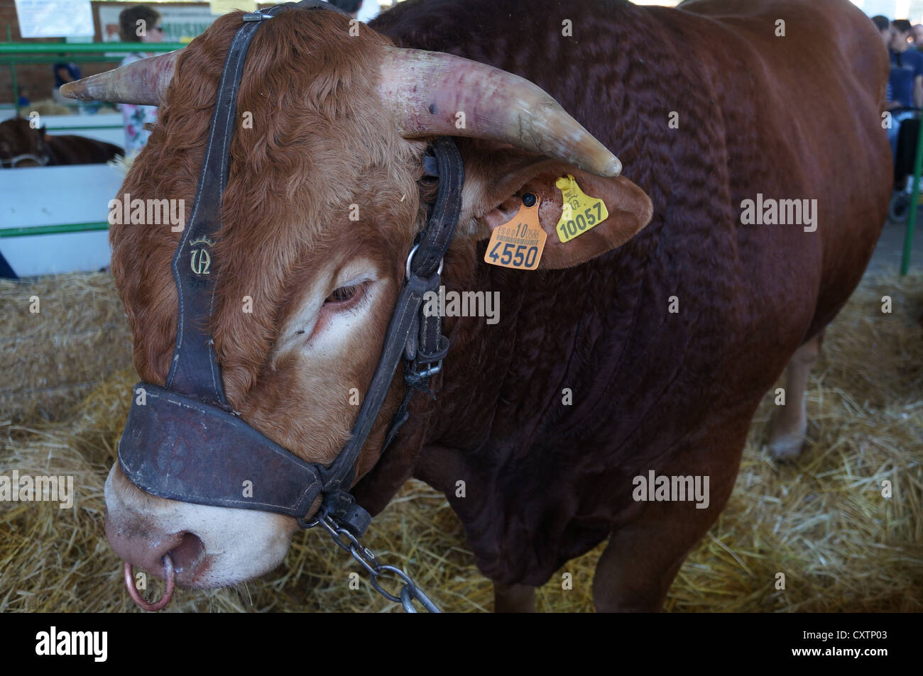 Copper ring in the nose of cattle at International livestock fair at ...