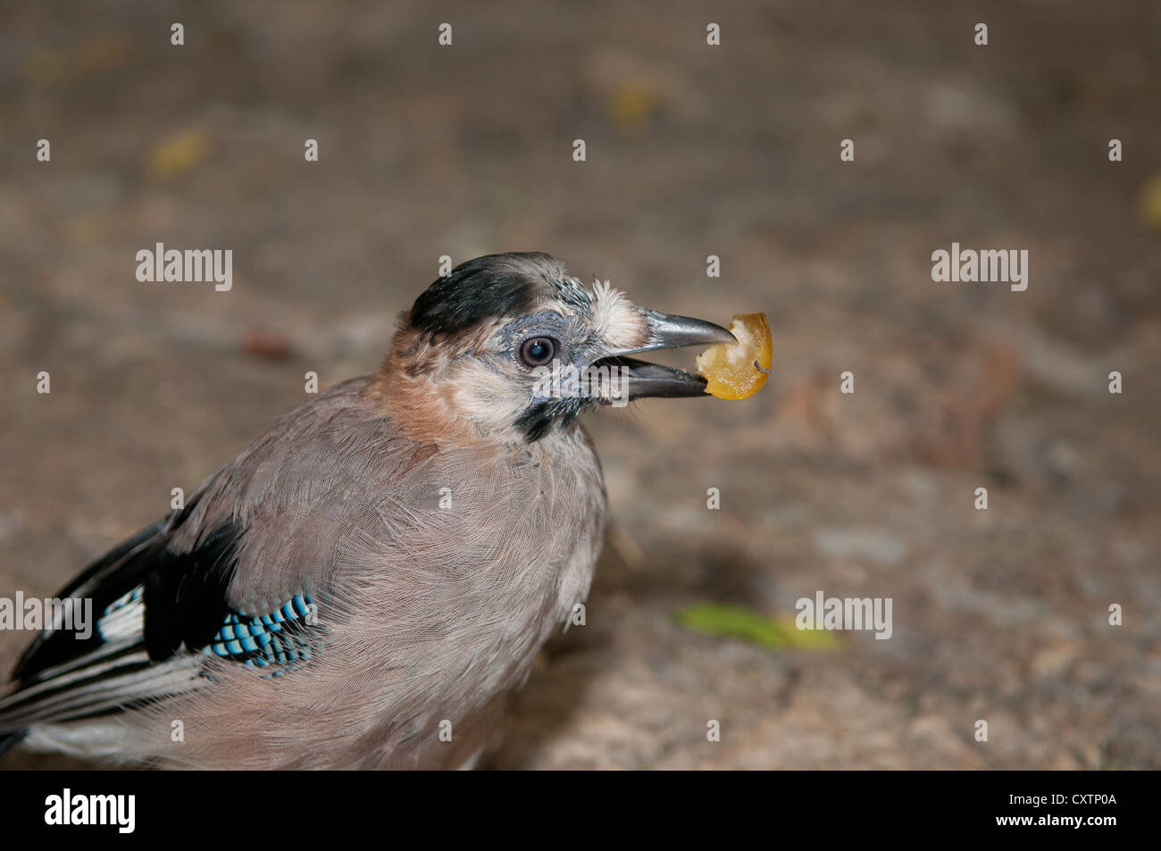 Jay fledgling hi-res stock photography and images - Alamy