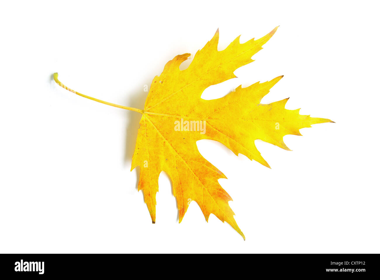 autumn maple leaf isolated on white background Stock Photo - Alamy