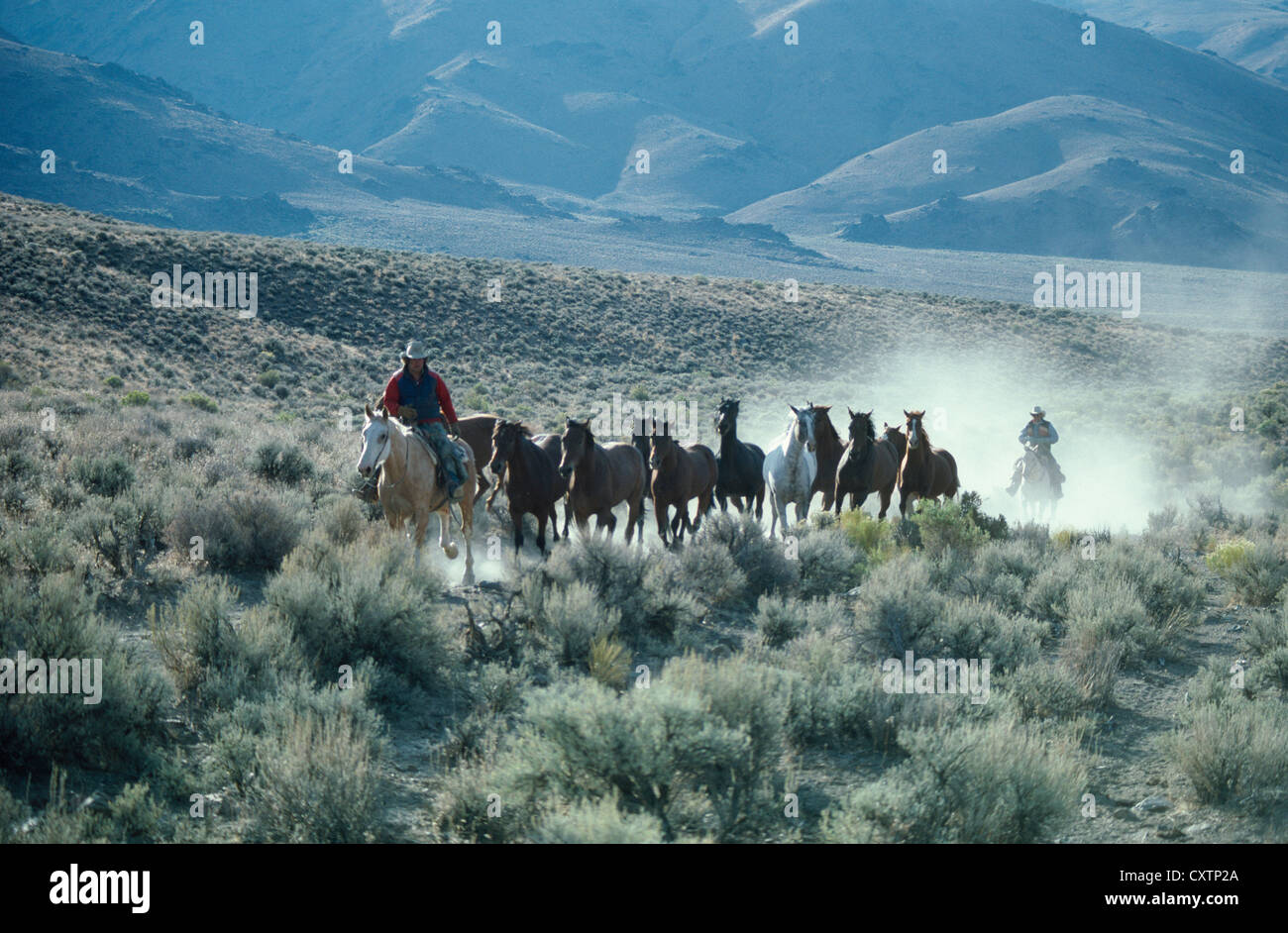 Cowboy driving horses hi-res stock photography and images - Alamy
