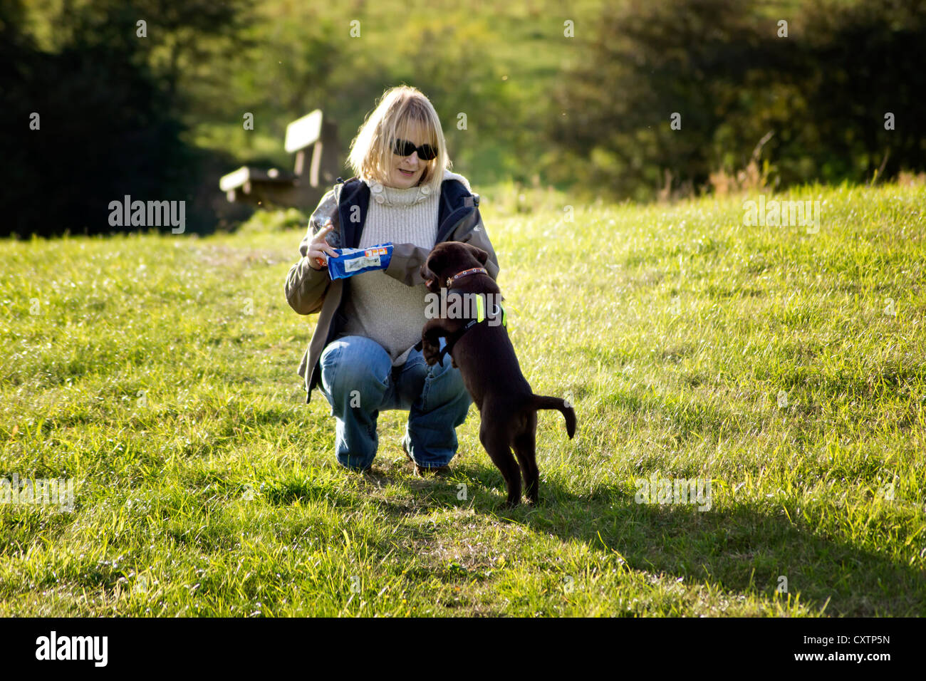 14 week old chocolate Labrador puppy Stock Photo - Alamy