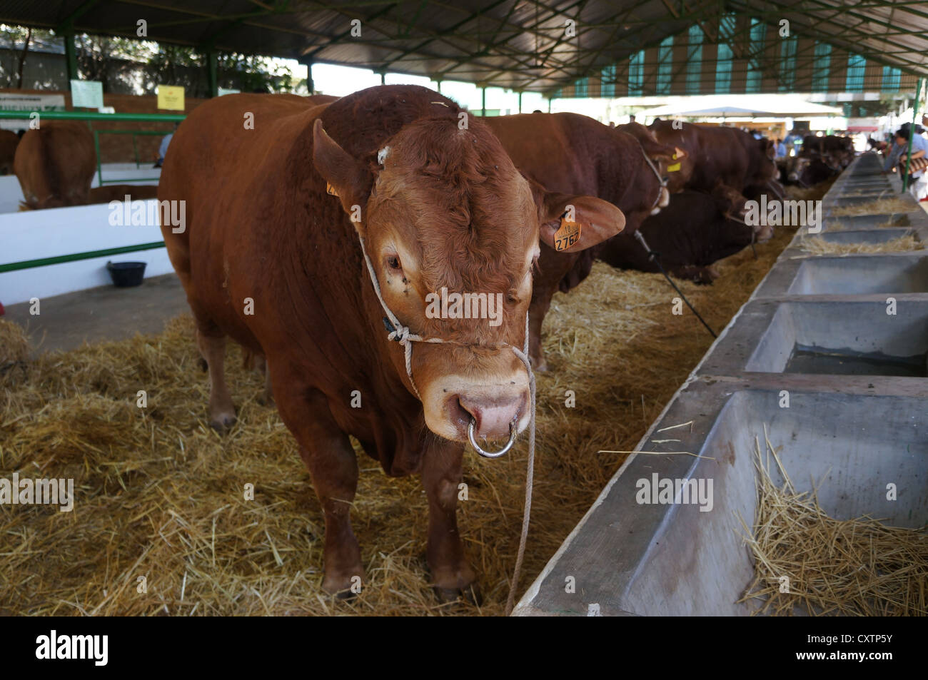 The Zafra Cattle, copper ring in the nose of cattle at International ...