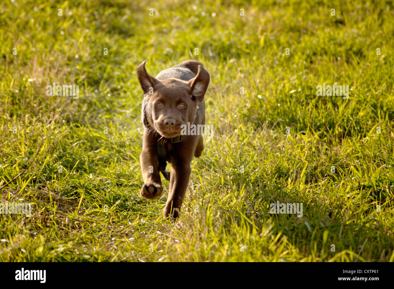 14 week old chocolate Labrador puppy Stock Photo - Alamy
