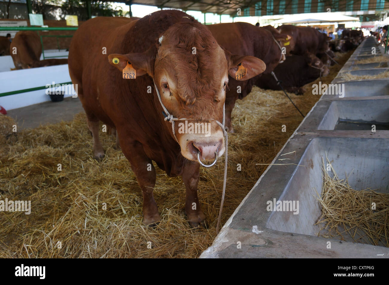 Copper ring in the nose of cattle at International livestock fair at ...
