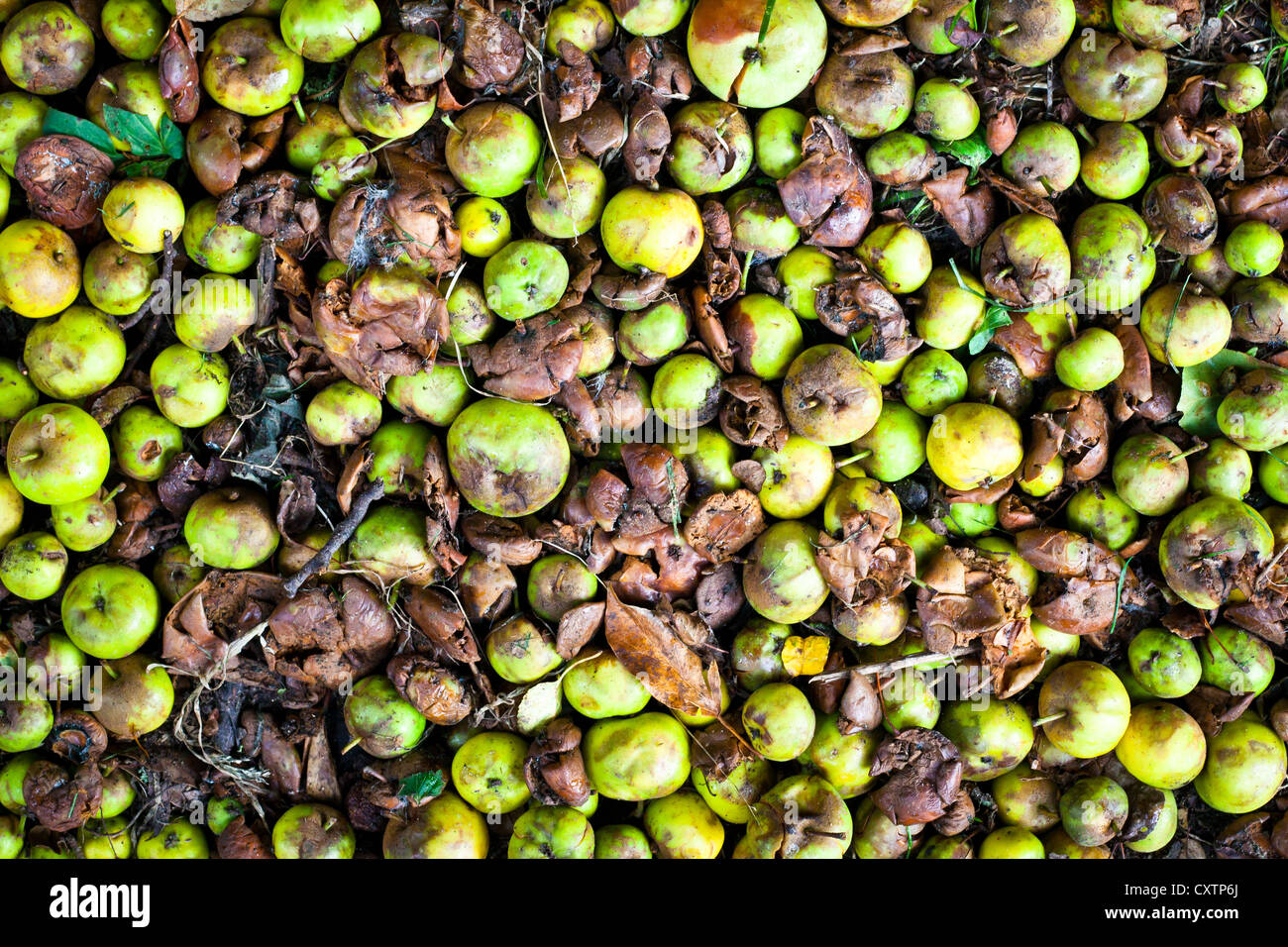 Apple basket rotten hi-res stock photography and images - Alamy