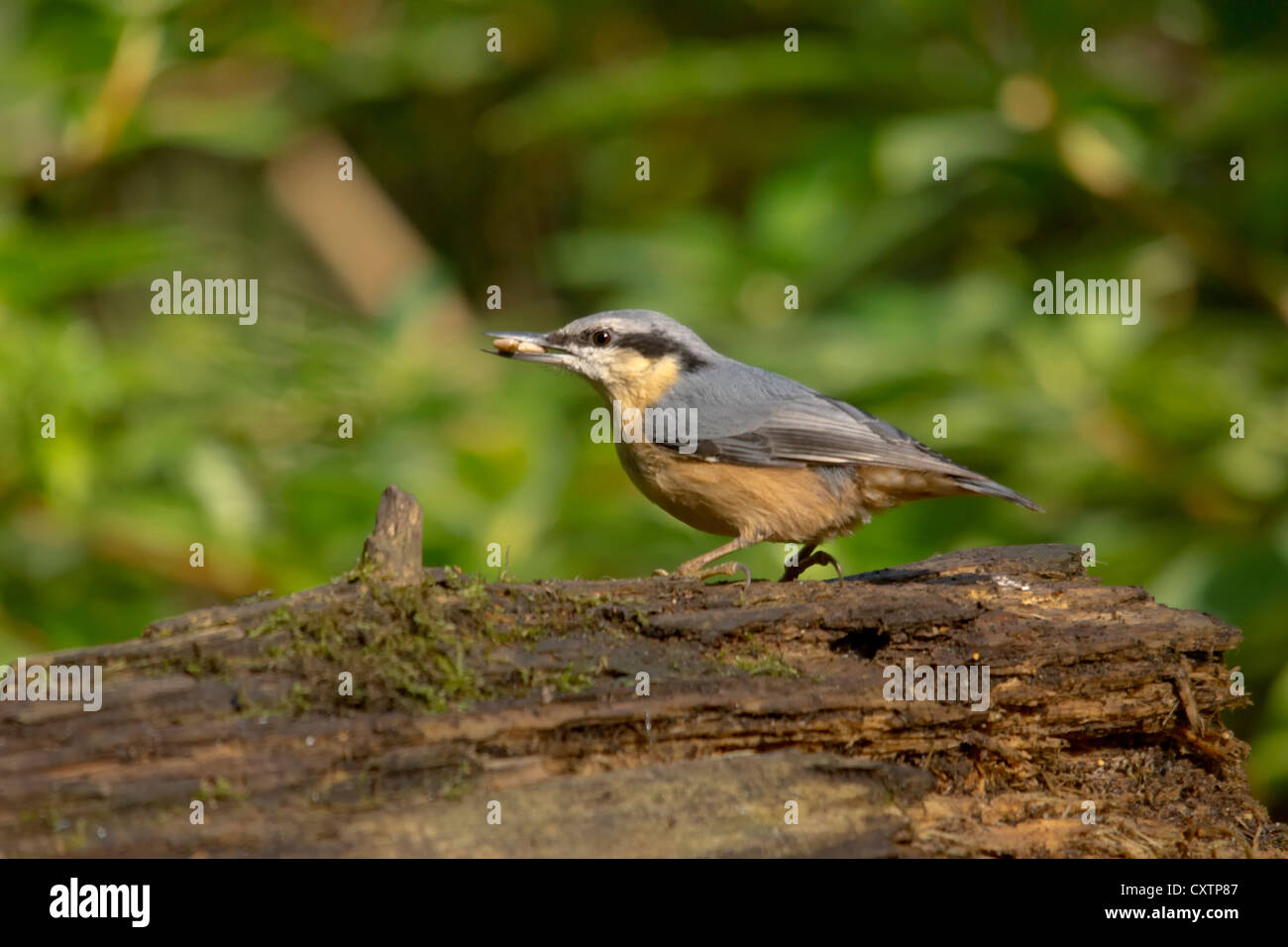 Blue nuthatch hi-res stock photography and images - Alamy