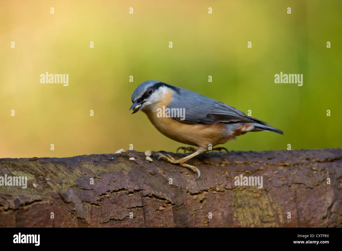 Blue nuthatch hi-res stock photography and images - Alamy