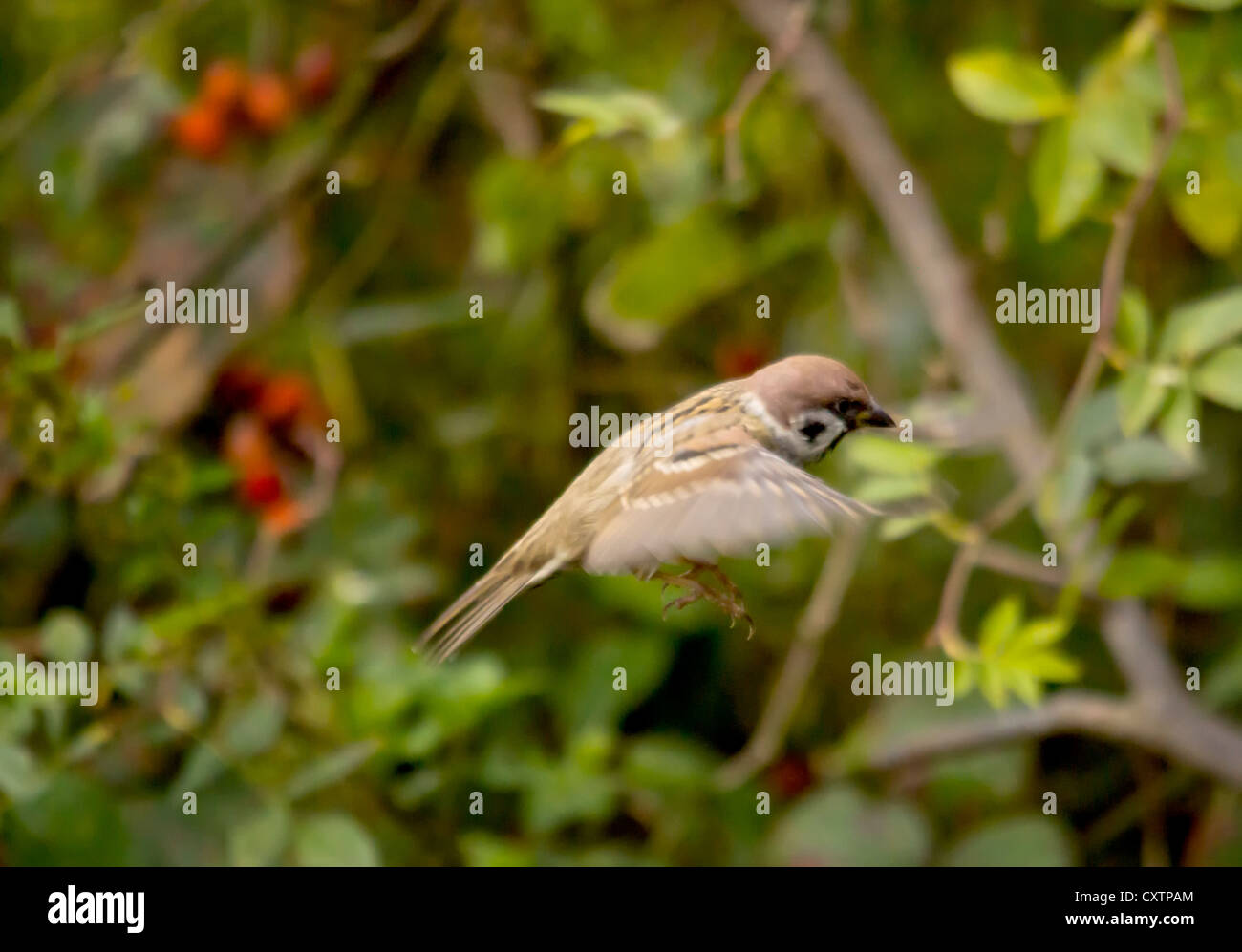 Tree Sparrow flying Stock Photo - Alamy