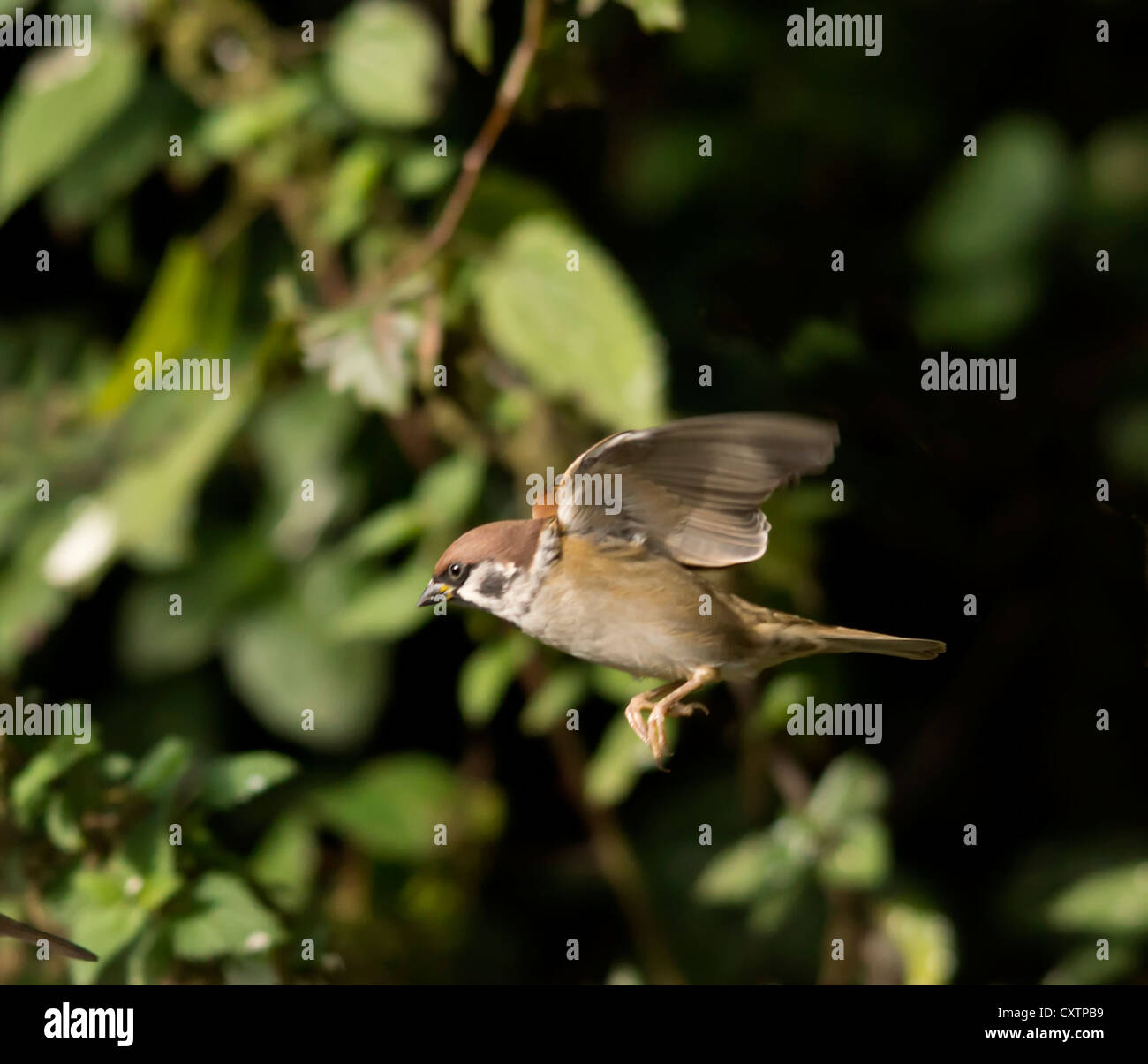 Sparrow flying hi-res stock photography and images - Alamy