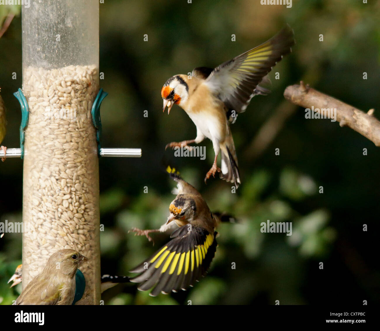 Two Goldfinch fighting Stock Photo - Alamy