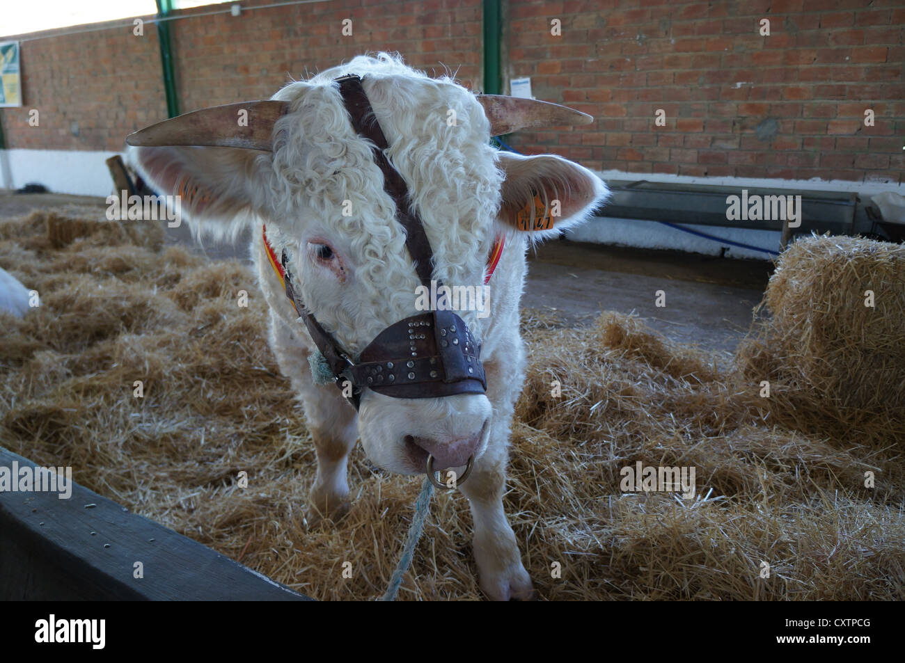 The Zafra Cattle, copper ring in the nose of white cattle, at ...
