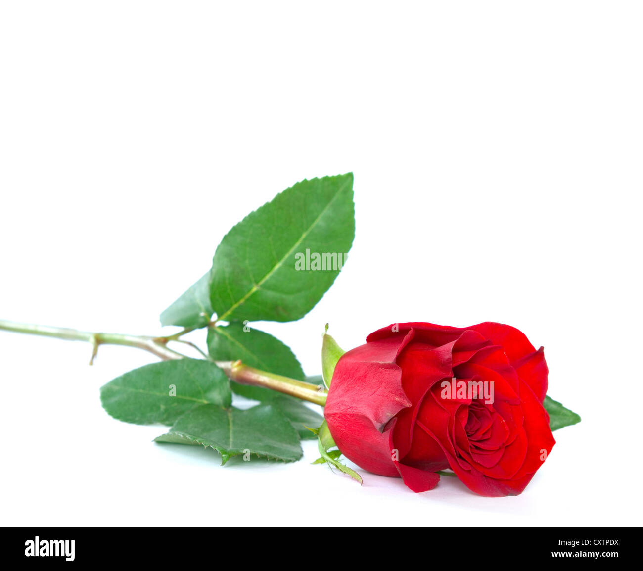 beautiful red rose on a white background Stock Photo - Alamy
