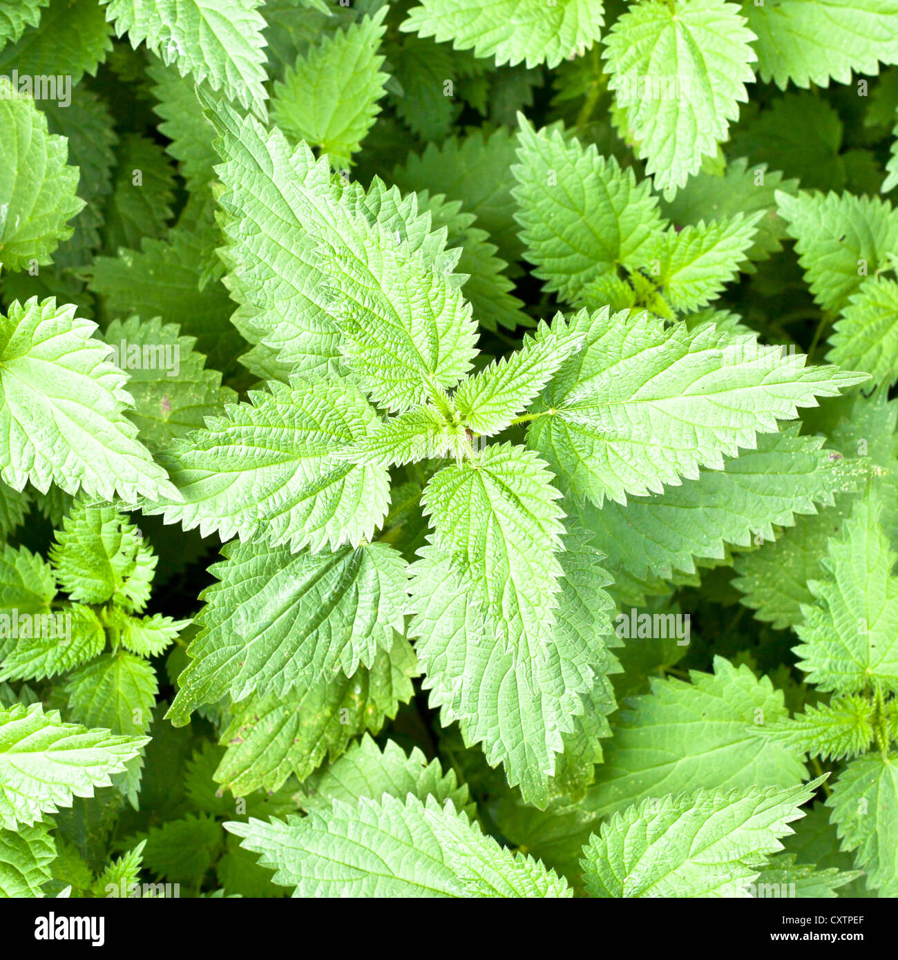 Close up image of stinging nettle leaves Stock Photo - Alamy