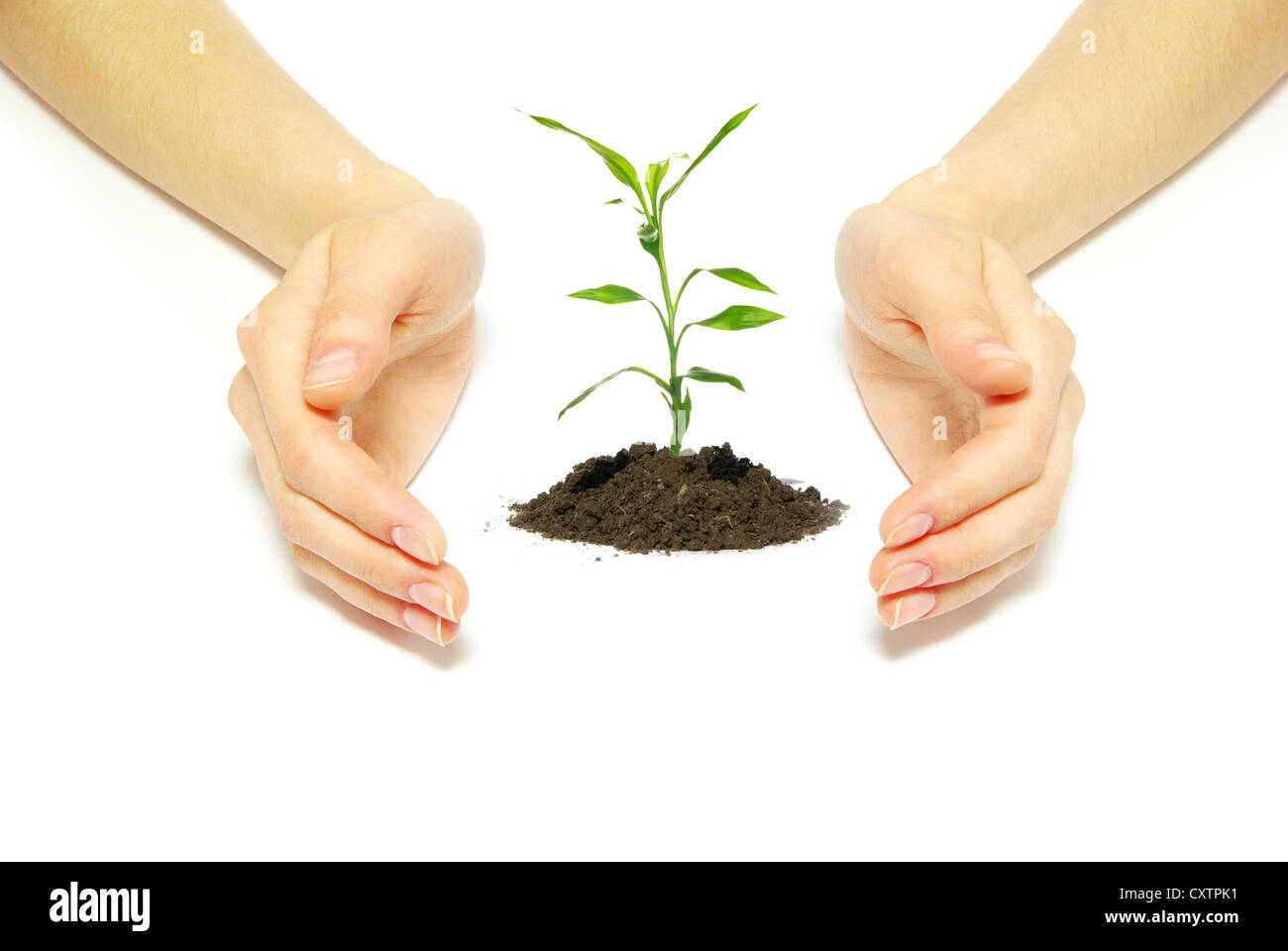 Hands holding sapling in soil on white Stock Photo - Alamy