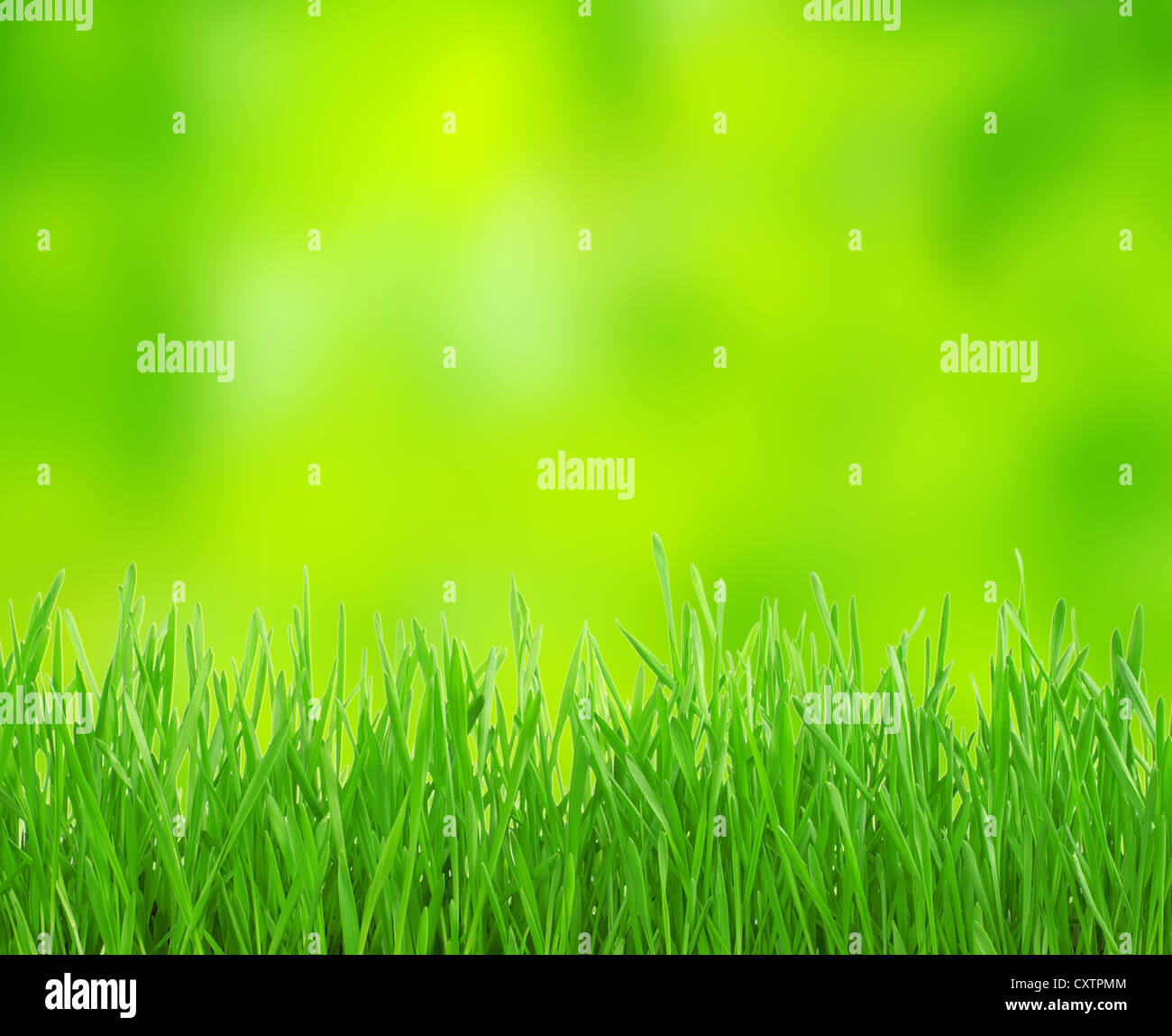 green grass in green background Stock Photo - Alamy