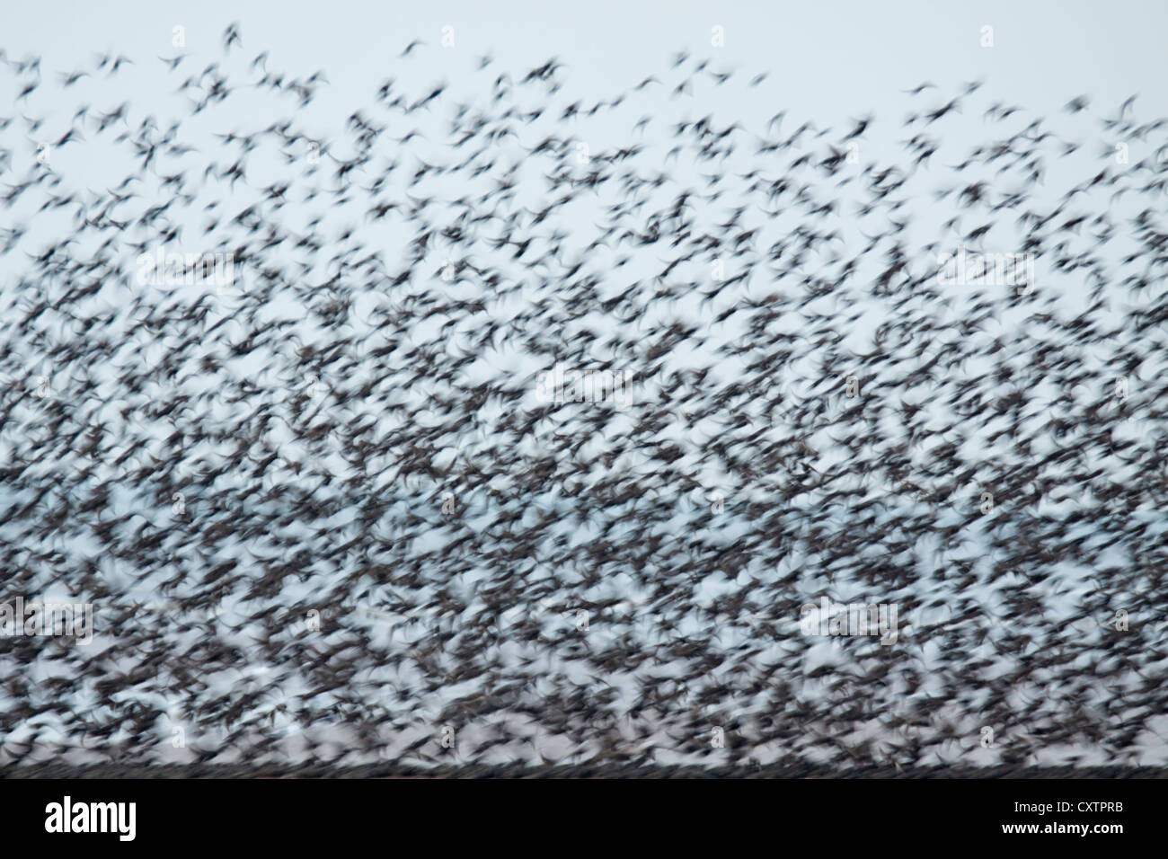Starling murmuration blackpool hi-res stock photography and images - Alamy