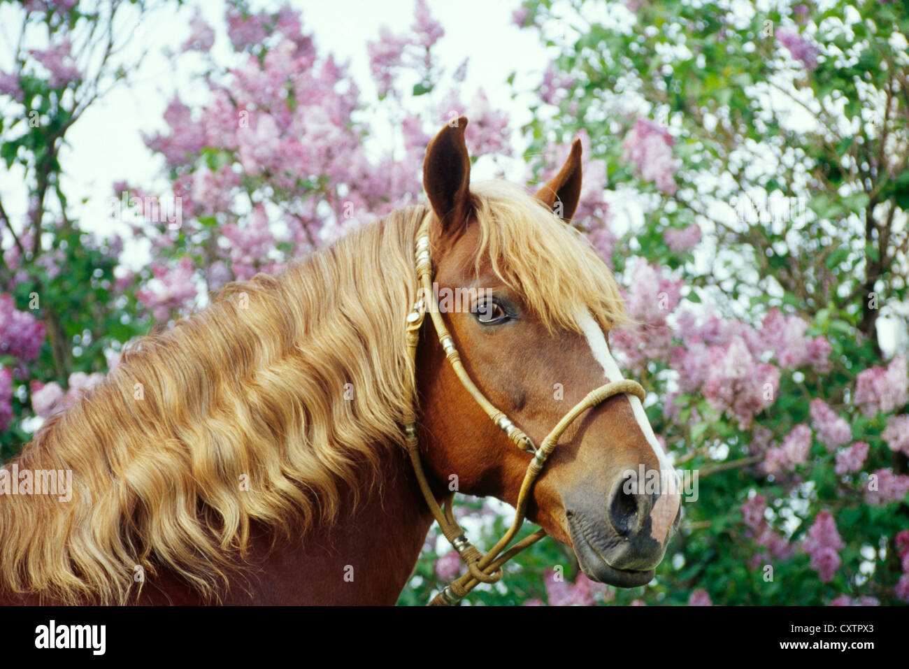 Peruvian paso horse hi-res stock photography and images - Alamy
