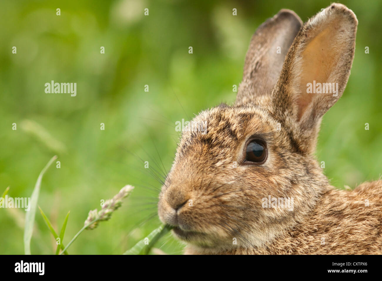 Rabbit feeding on grass Stock Photo - Alamy