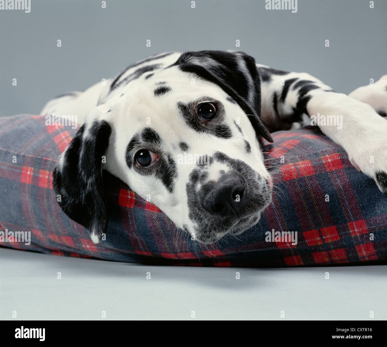 4 MONTH OLD PUREBRED DALMATIAN / STUDIO Stock Photo - Alamy