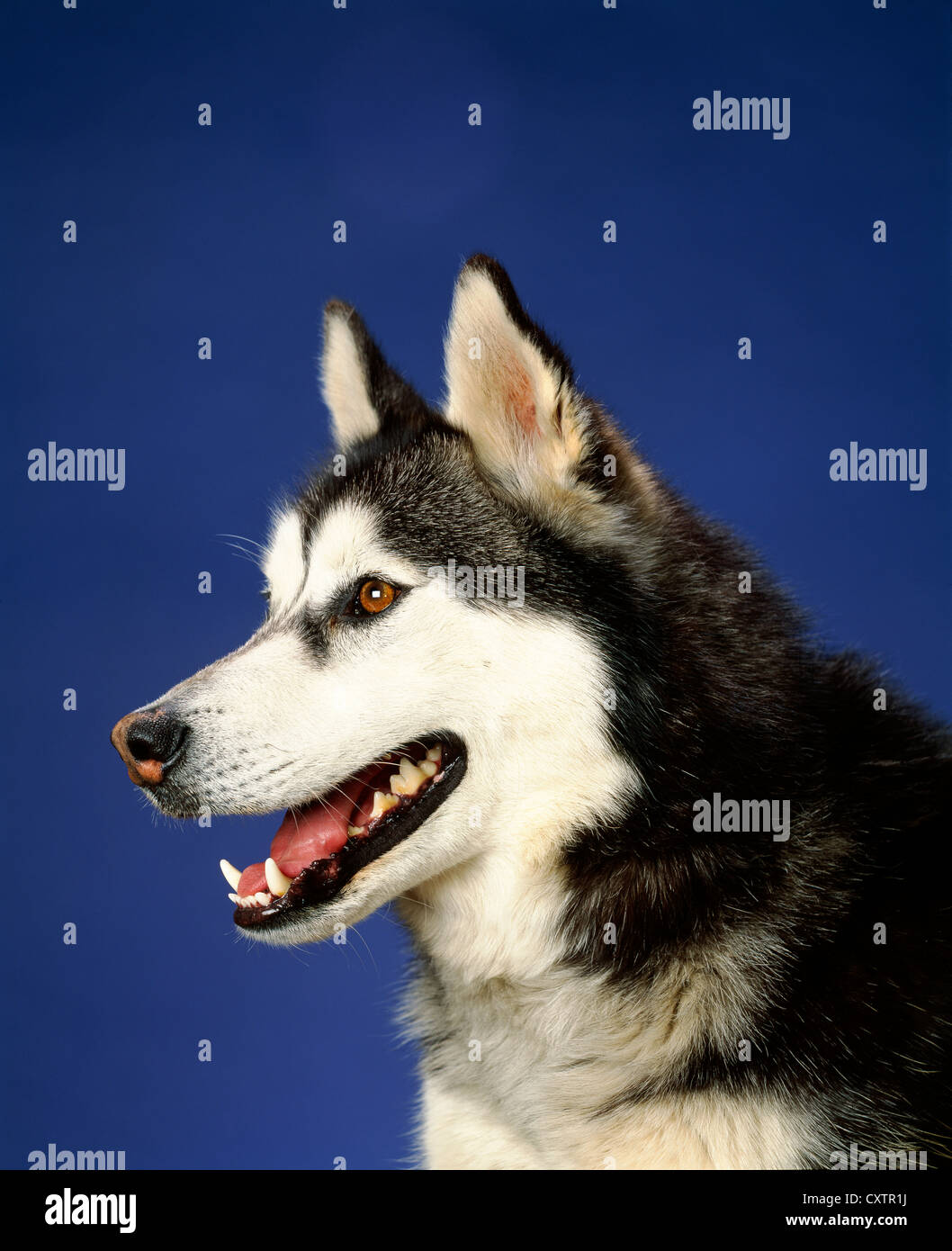 Siberian husky mix hi-res stock photography and images - Alamy
