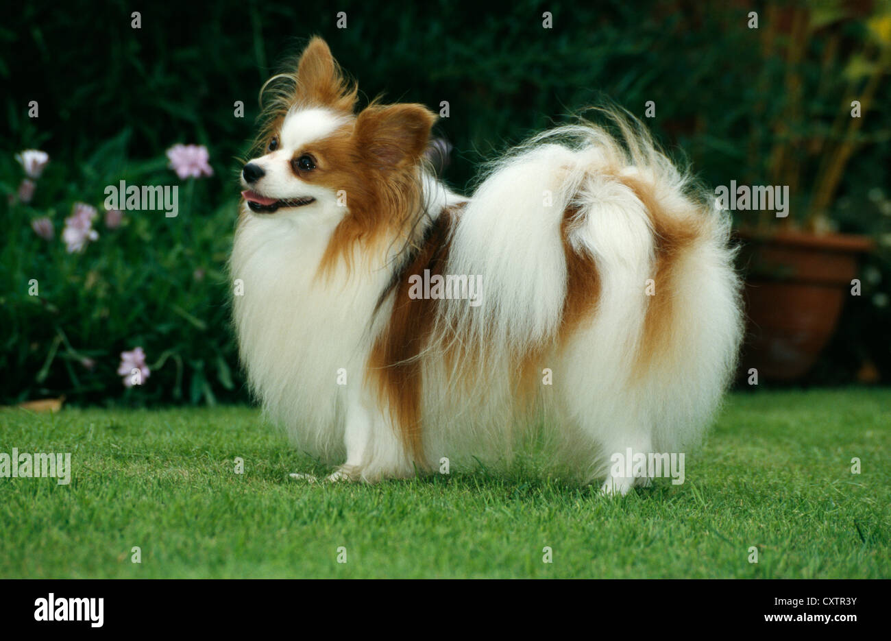 Long Haired Squirrel High Resolution Stock Photography and Images - Alamy