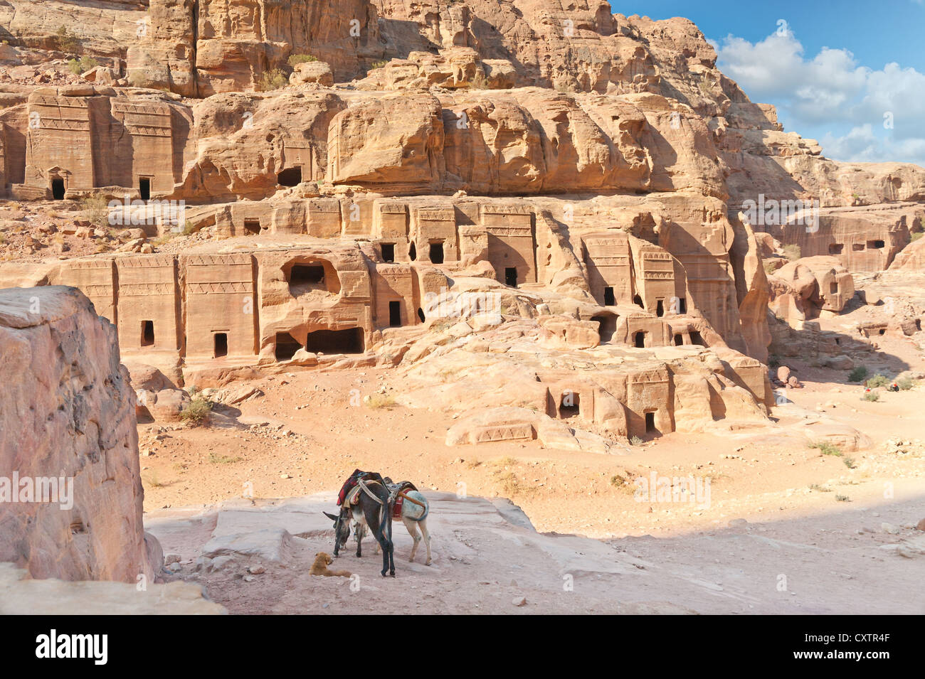 Two pack mule in Ancient Petra city Jordan Stock Photo - Alamy