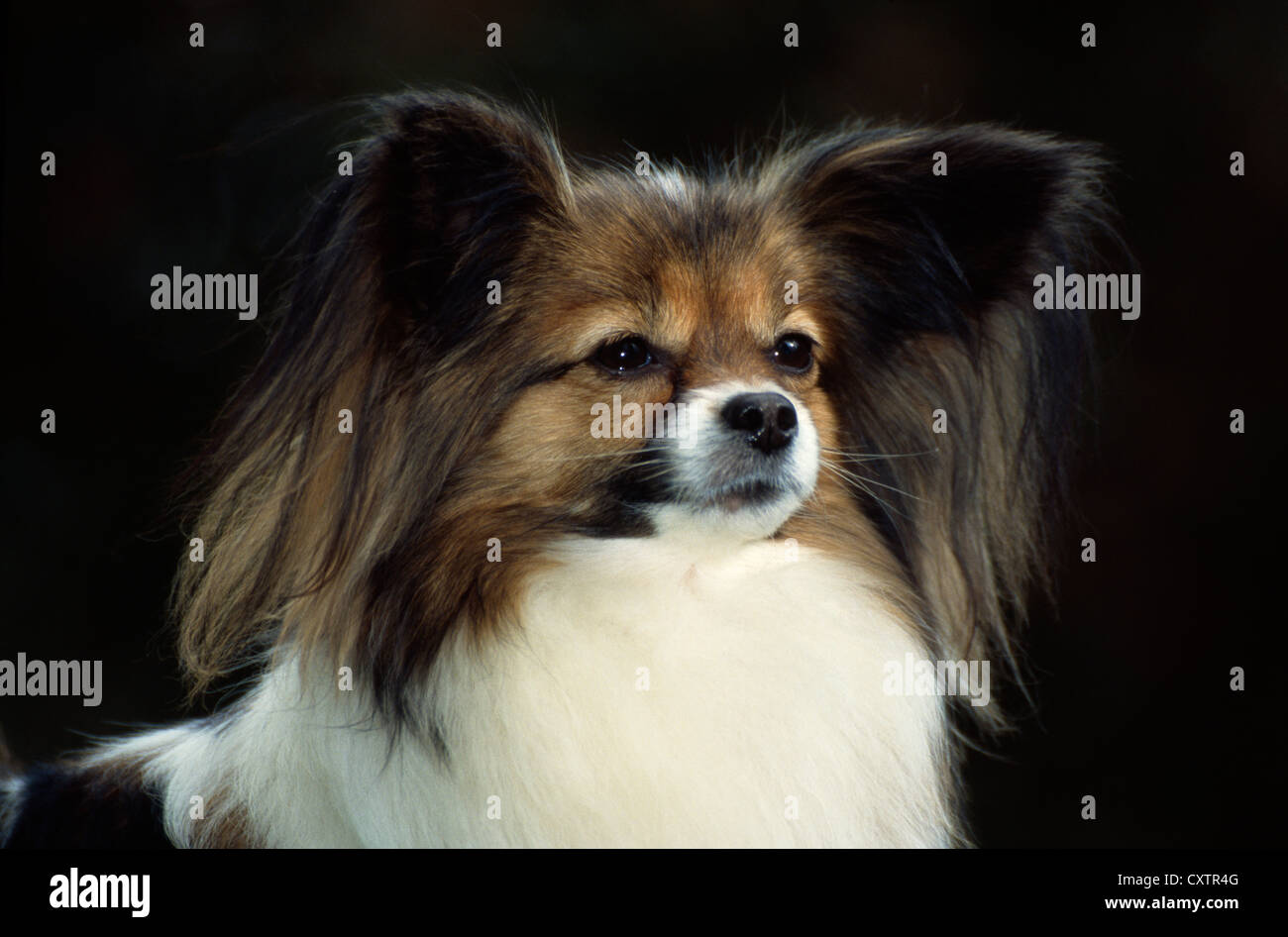 Long haired squirrel hi-res stock photography and images - Alamy