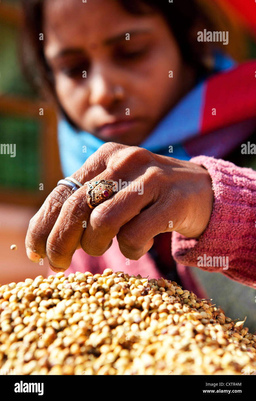 Sorting seed hi-res stock photography and images - Alamy