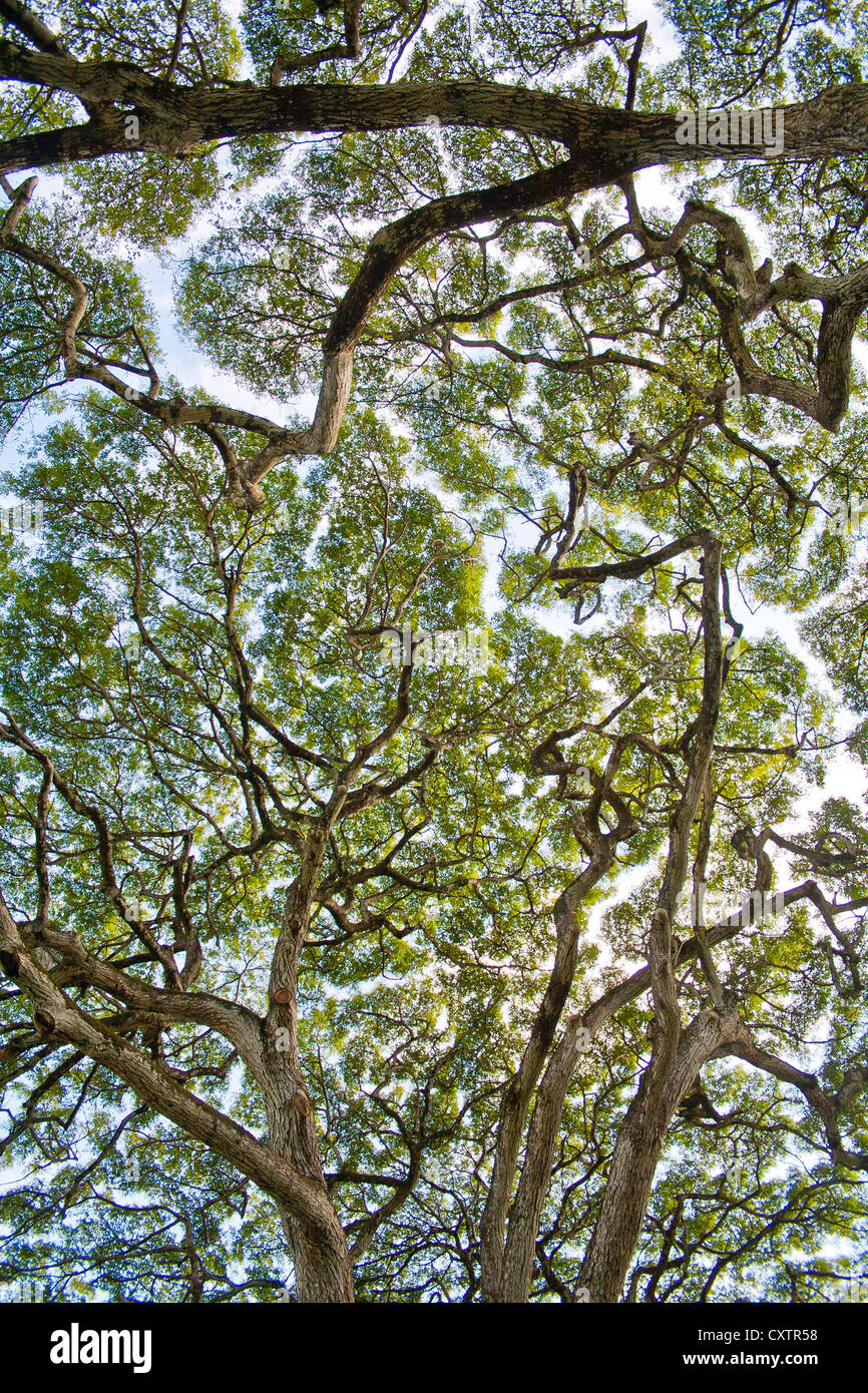 Canopy of Trees Stock Photo - Alamy