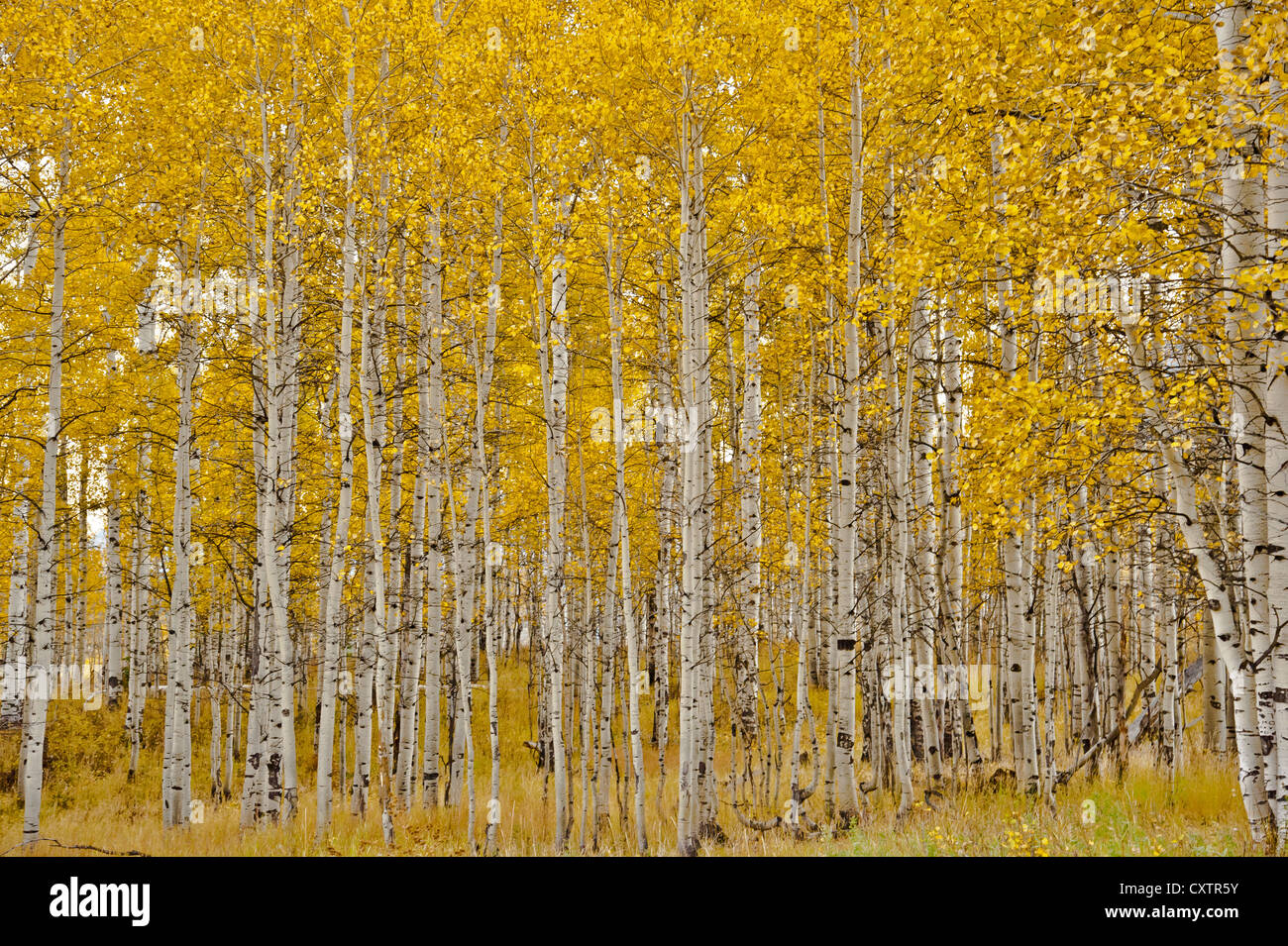 Aspen Trees in the Fall Stock Photo - Alamy