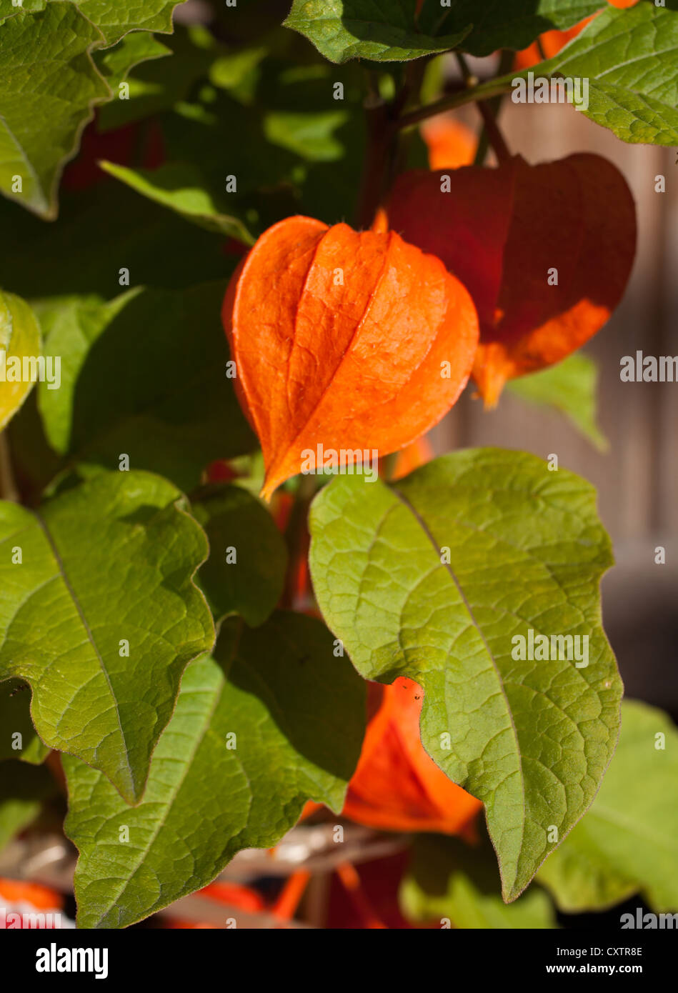 Winter cherry hi-res stock photography and images - Alamy