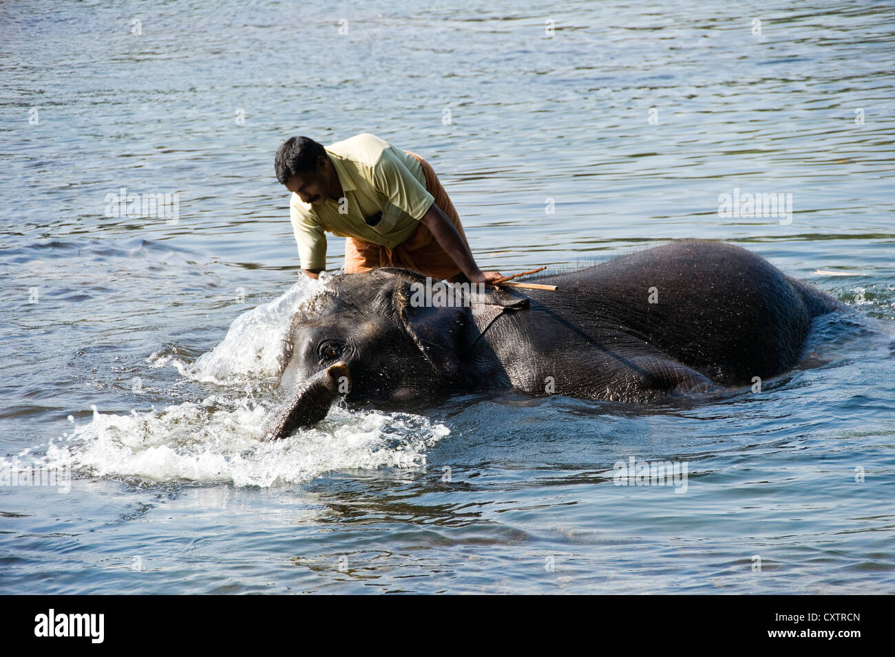 Horizontal view of a young Asian elephant being washed by its mahout in ...