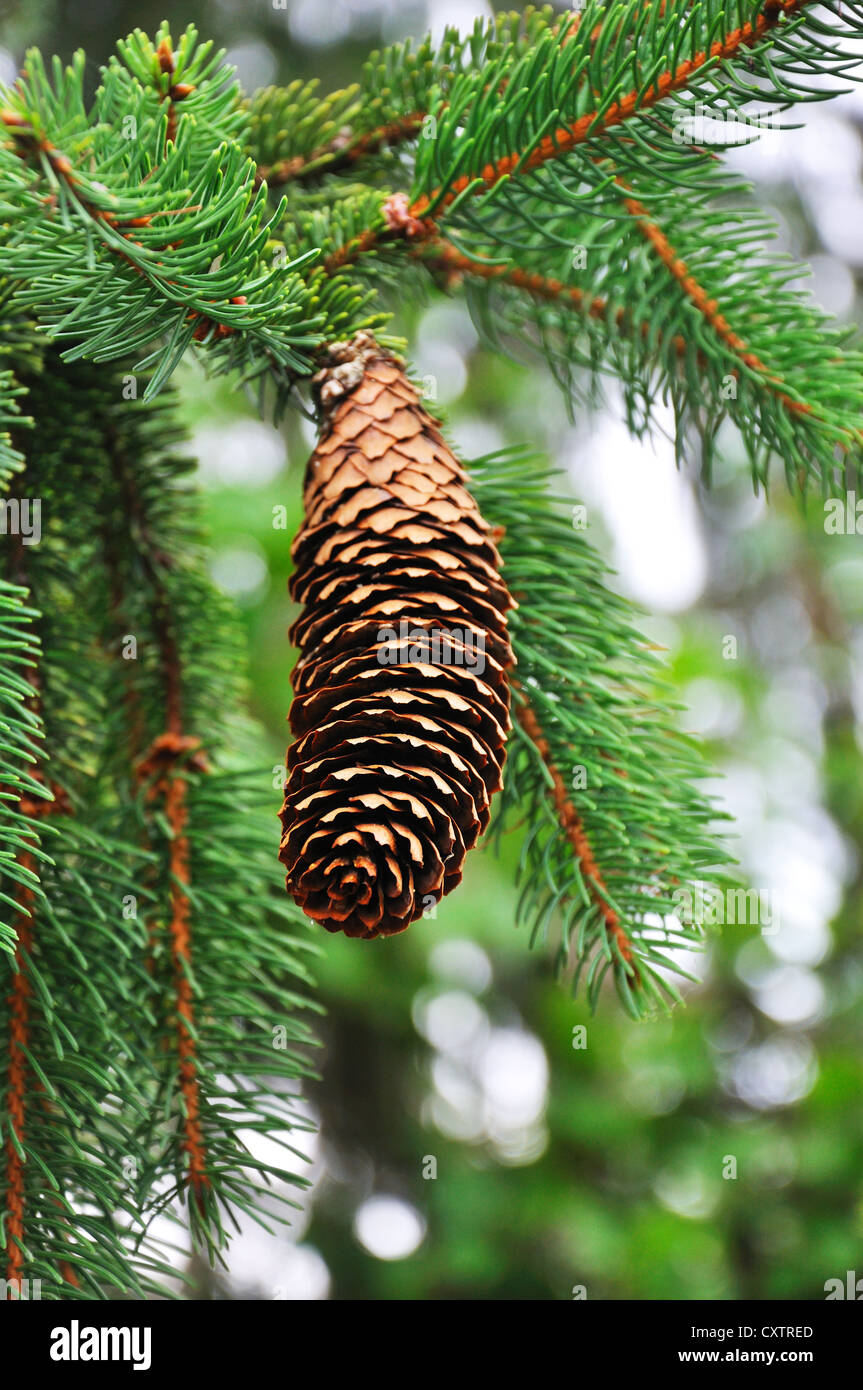 Pine tree cone Stock Photo - Alamy