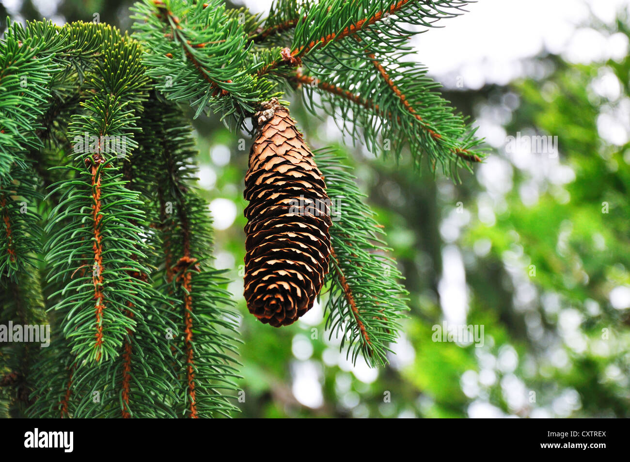Pine tree cone Stock Photo - Alamy
