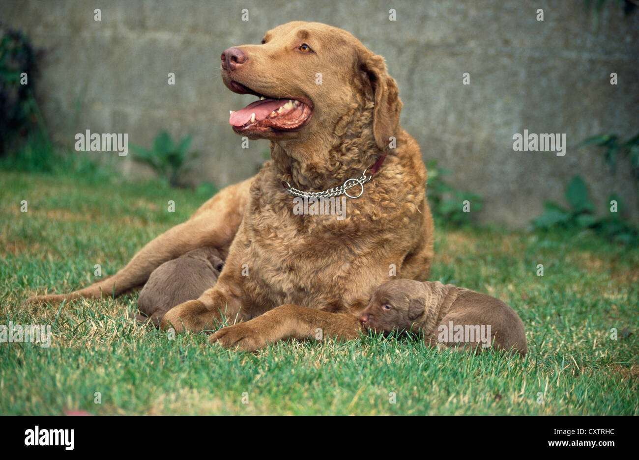 CHESAPEAK BAY RETREIVER LAYING DOWN/ ENGLAND Stock Photo - Alamy