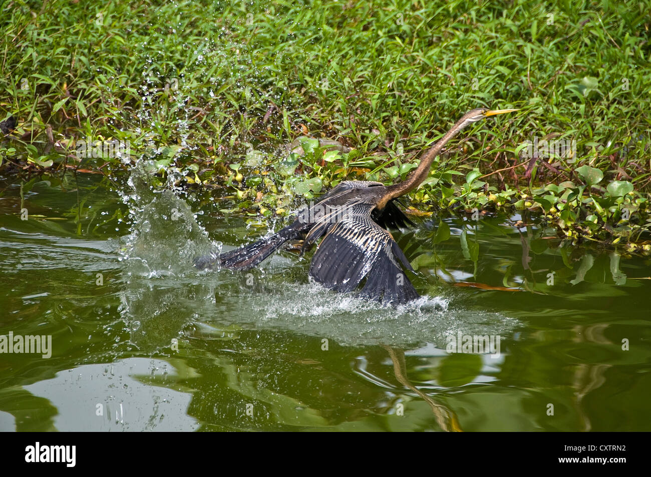 Horizontal close up of an Oriental or Indian Darter bird taking off ...