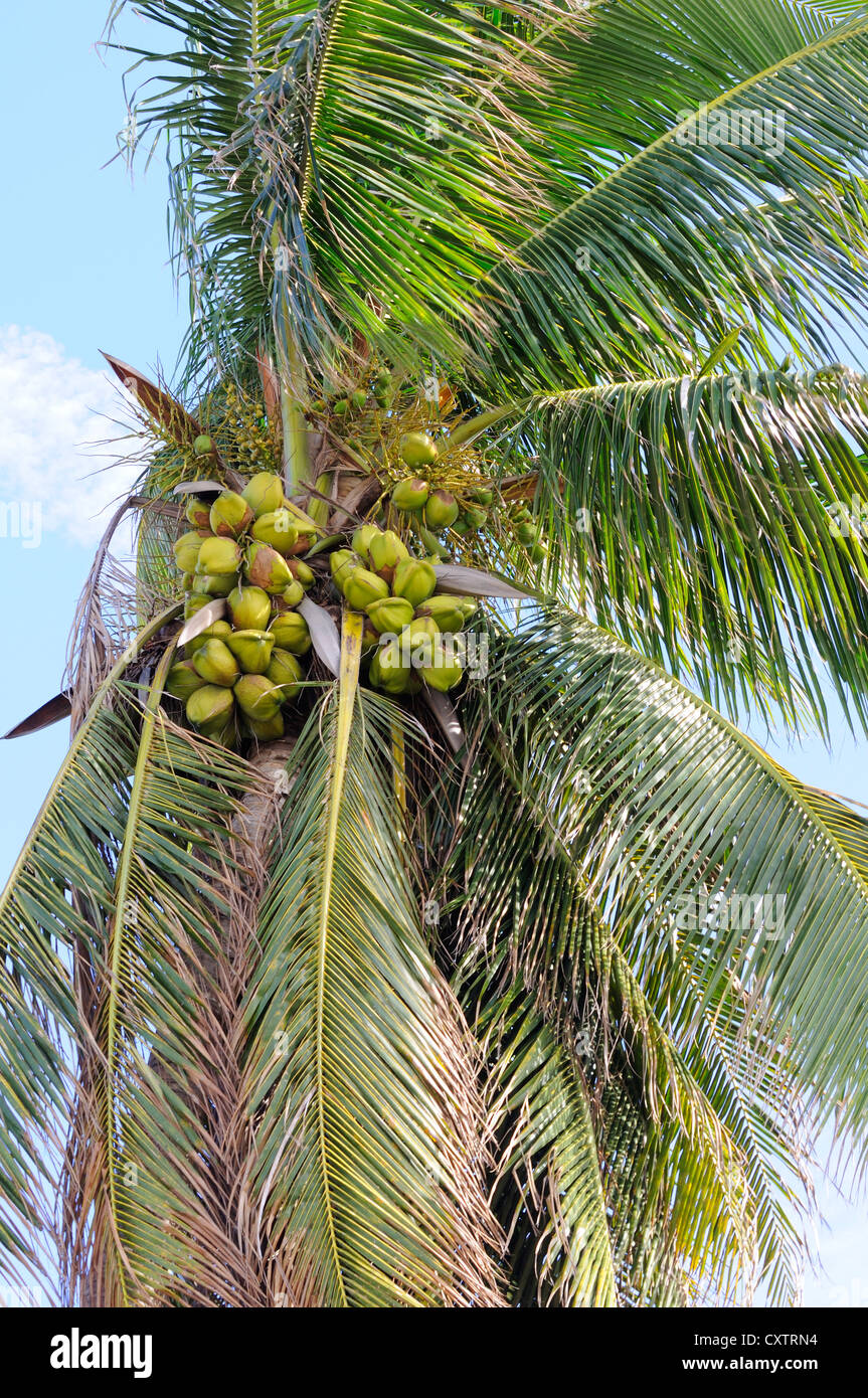 Coconut palm, Bahamas Stock Photo - Alamy