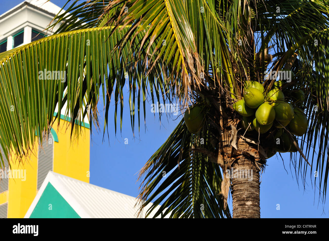 Coconuts palm, Bahamas Stock Photo - Alamy