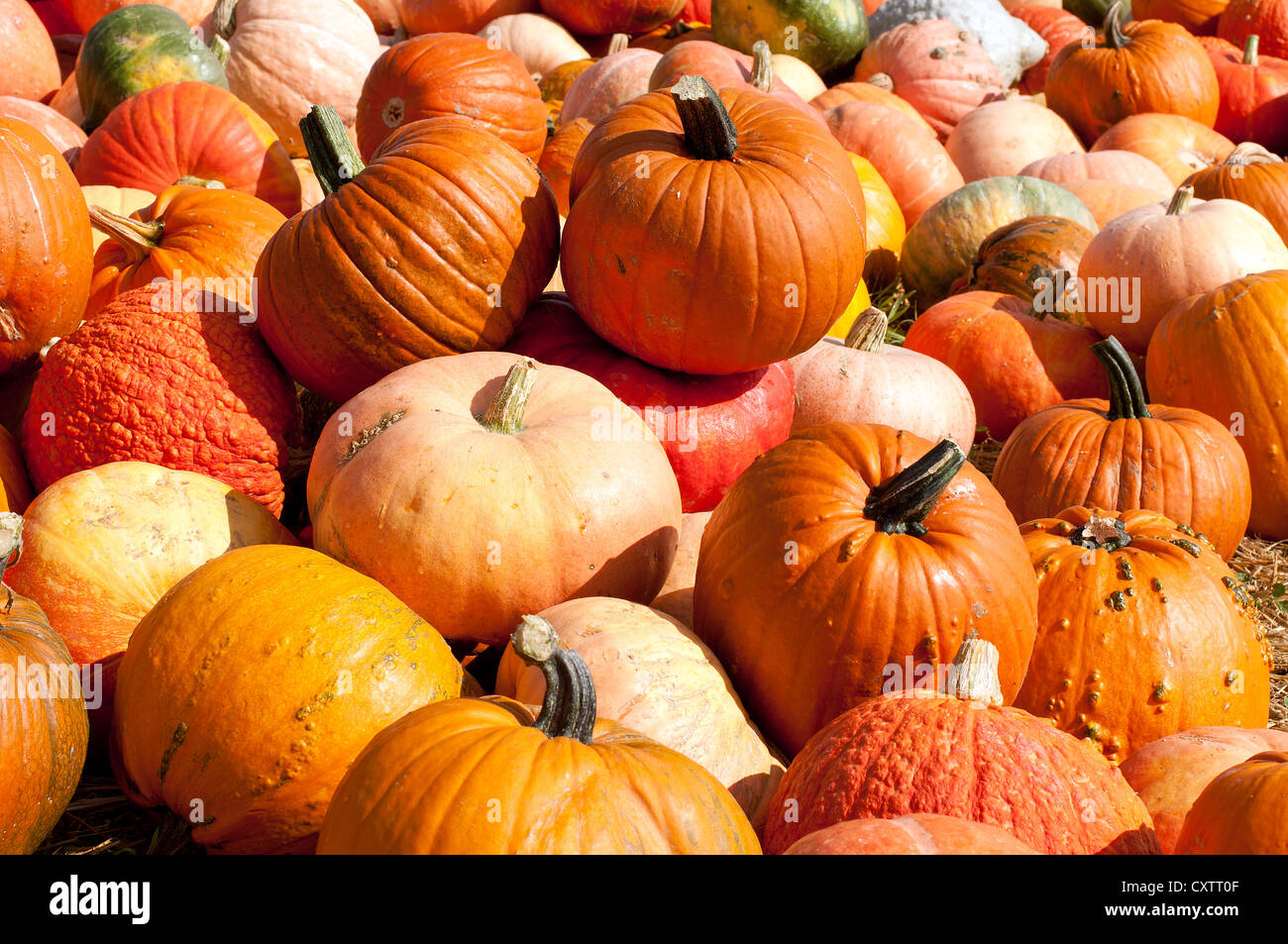 Roadside market garden stand hi-res stock photography and images - Alamy