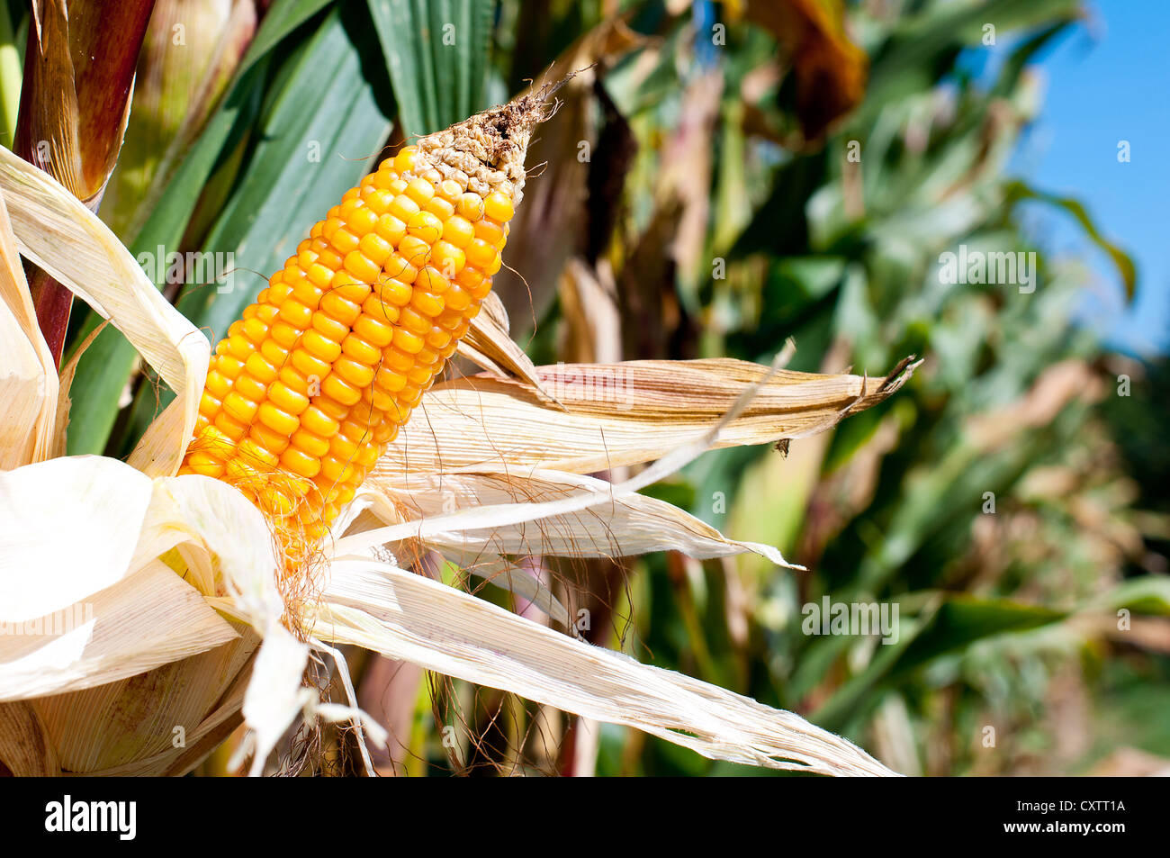 Holding Corn Stalks