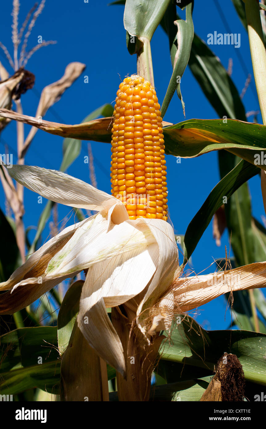 Corn stalk hi-res stock photography and images - Alamy