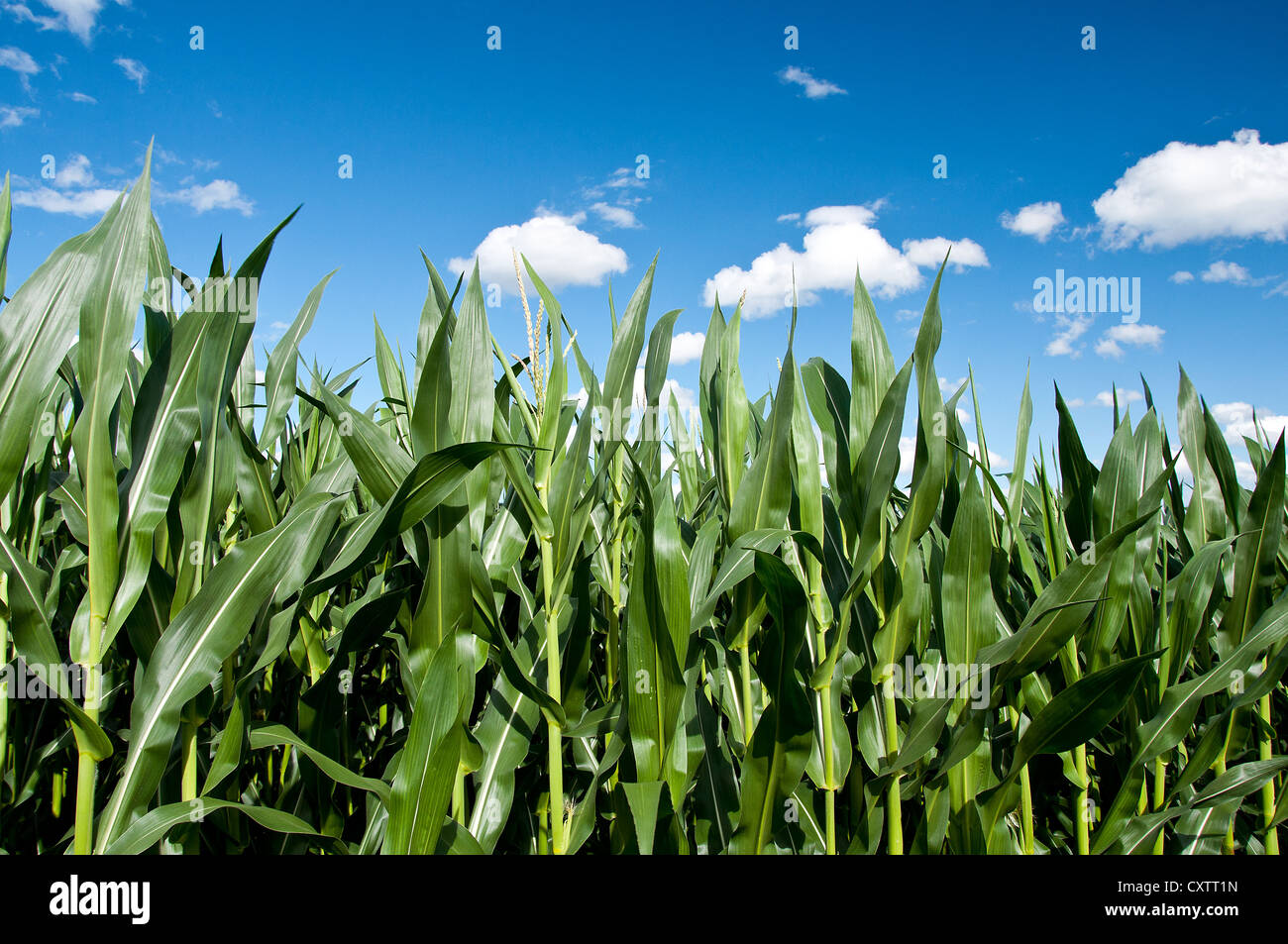 Corn field and blue sky Stock Photo - Alamy