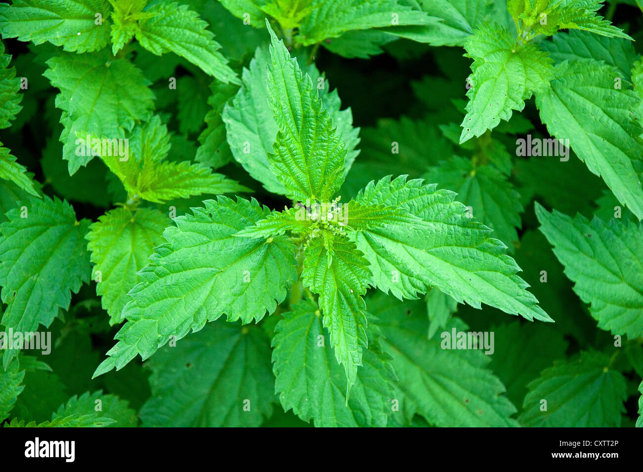 Green nettle field in spring Stock Photo - Alamy