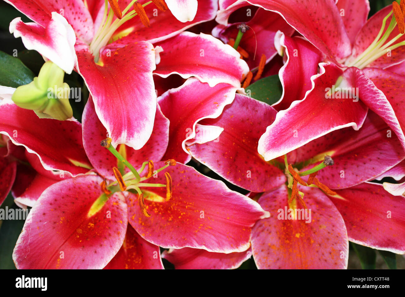 Colorful fresh flowers in garden Stock Photo - Alamy