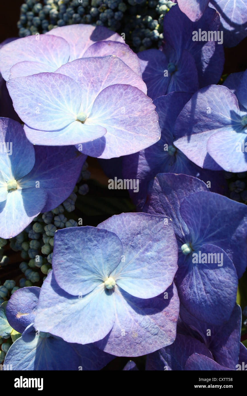 Colorful fresh flowers in garden Stock Photo - Alamy